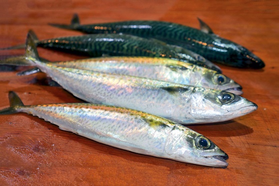 How to use slimy mackerel - The Fishing Website