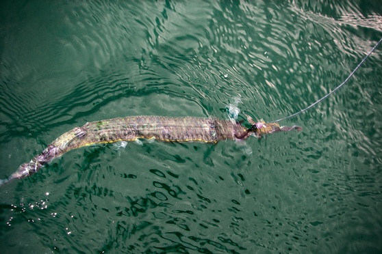 Catching Piper - The Fishing Website