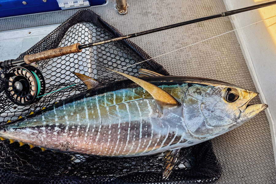 Waiheke Yellowfin Tuna on Fly - The Fishing Website