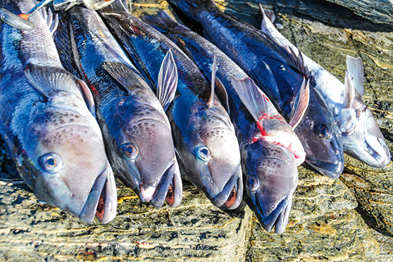 Blue Cod - The Fishing Website