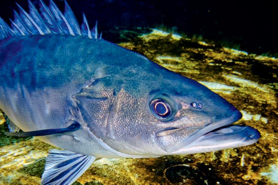 Sense of smell - fish facts - The Fishing Website