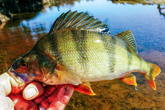 Perch: A Worthy Bycatch - The Fishing Website