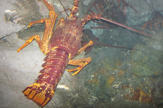 Busted - Black Market Crayfish Ring Investigated - The Fishing Website