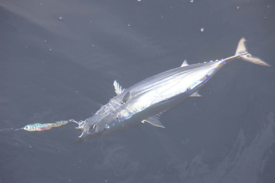 Using Skipjack tuna for bait - The Fishing Website