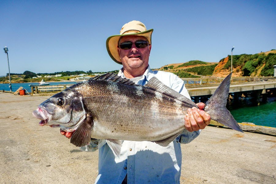 Blue Moki - The Fishing Website