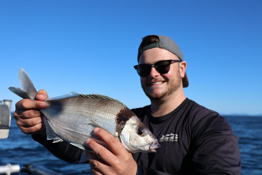 Tarakihi - The Fishing Website