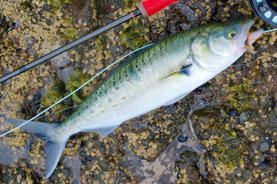 How to catch kahawai - The Fishing Website