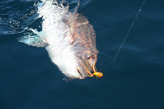 Bream Bay Fishing Report - July 29th, 2021 - The Fishing Website