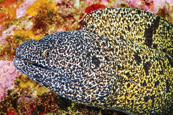 Lord Howe Moray Eel Profile - The Fishing Website