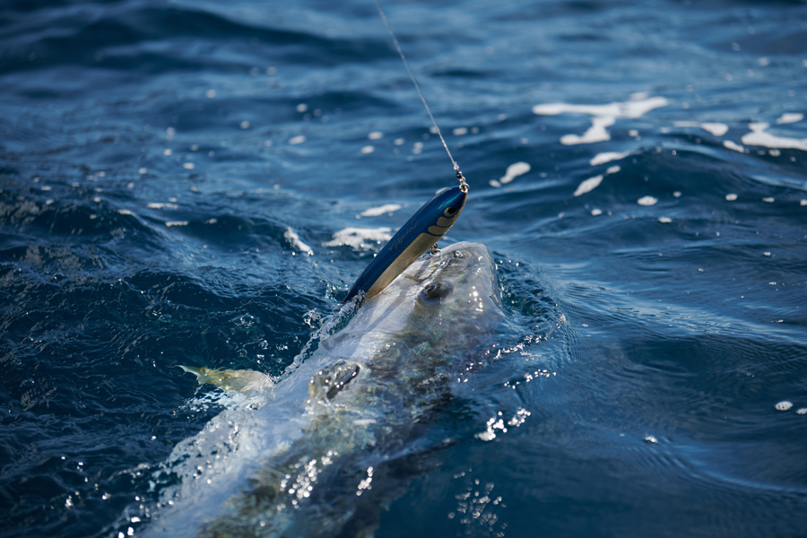 Mono vs Fluoro Leaders - The Fishing Website