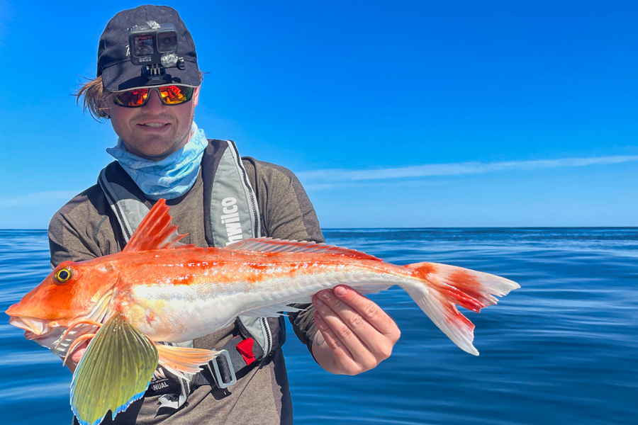 Massive Gurnard Caught - The Fishing Website