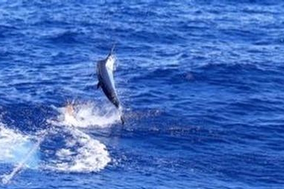 42 striped marlin T&R in five days - The Fishing Website