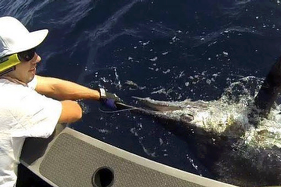 Season's first marlin tagged and released. - The Fishing Website