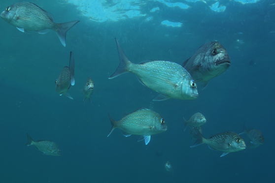 Hauraki Gulf Fishing Report - February 10th, 2021 - The Fishing Website