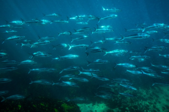 How to Catch Kahawai - The Fishing Website