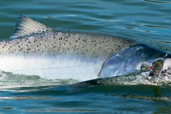 Fishing spots in Dunedin Harbour - The Fishing Website