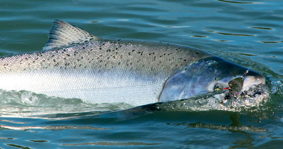 Fishing spots in Dunedin Harbour - The Fishing Website