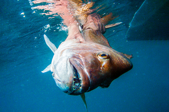 Dealing with Barotrauma - The Fishing Website