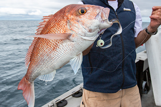 Fishing with Curly-Tail Soft-Baits - The Fishing Website