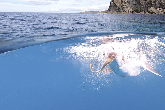 How to soft-bait around small reef structures - The Fishing Website