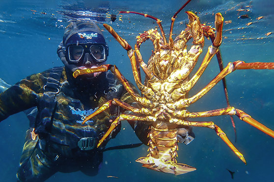 Changes in New Zealands's crayfish population - The Fishing Website