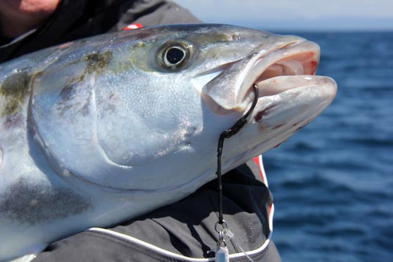 Jigging - speed jigging with long jigs - The Fishing Website