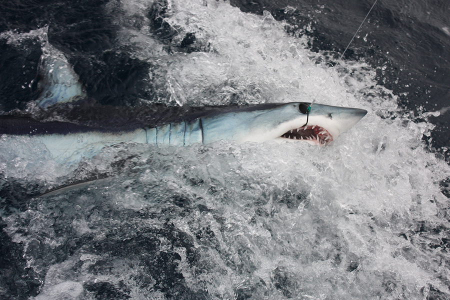 Tips for Handling and Releasing Sharks - The Fishing Website