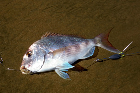 Successful Berley surf casting tips part 2 - The Fishing Website