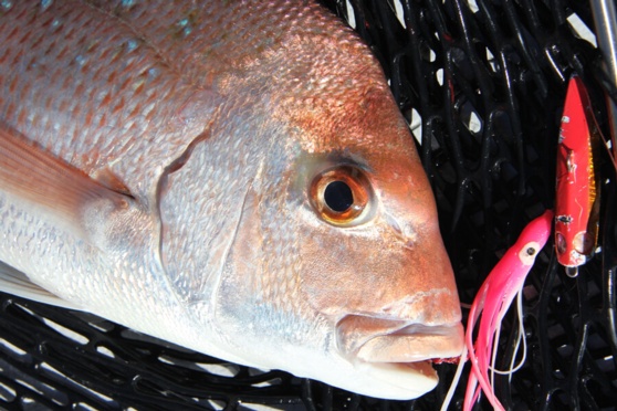 Hints & Tips - The Fishing Website - The Fishing Website