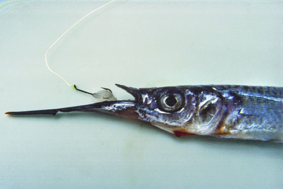 Baiting up with Piper - The Fishing Website