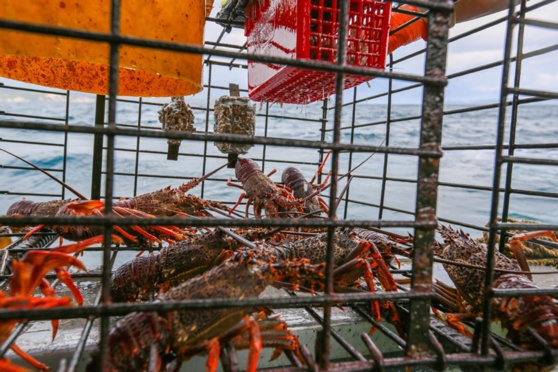 How to Pot for Crays: Tips from the Experts - The Fishing Website