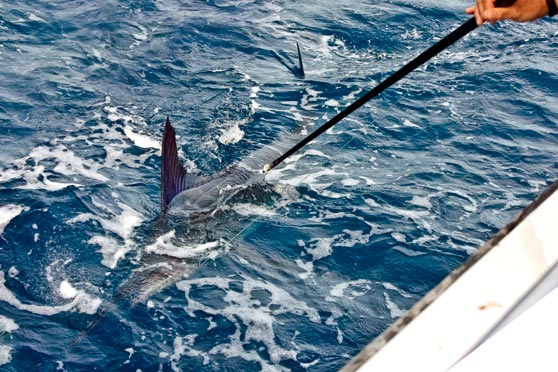 Billfish tagging data and reports - The Fishing Website