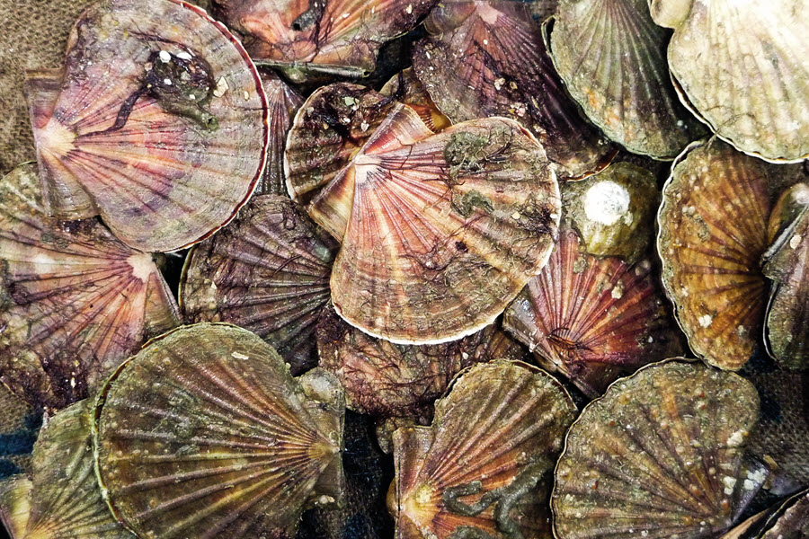 Be Aware of Closures When Scallop Season Opens on 1 September - The ...