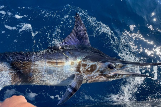 Great Marlin Race: Global Citizen Science - The Fishing Website