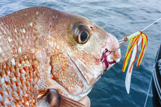 A history of snapper on lures - Part 2: Inchiku, madai and tai-rubber ...