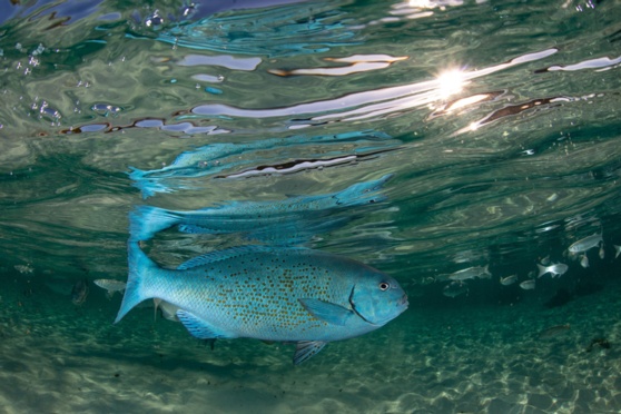 Tropical & Subtropical Fish Species in NZ - The Fishing Website