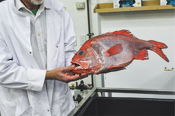 Weird and wonderful saltwater fish - Part 2 - The Fishing Website