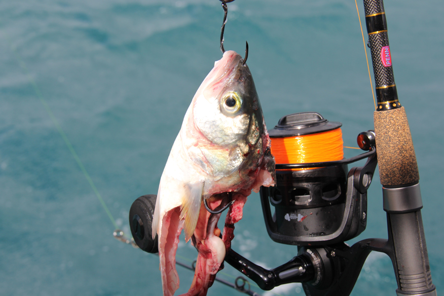 Hooks for Whole Fish and Strip Baits - The Fishing Website