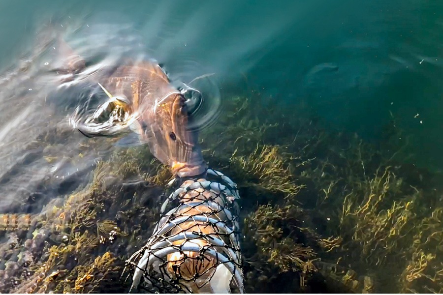 How To Use Berley When Landbased Fishing - The Fishing Website