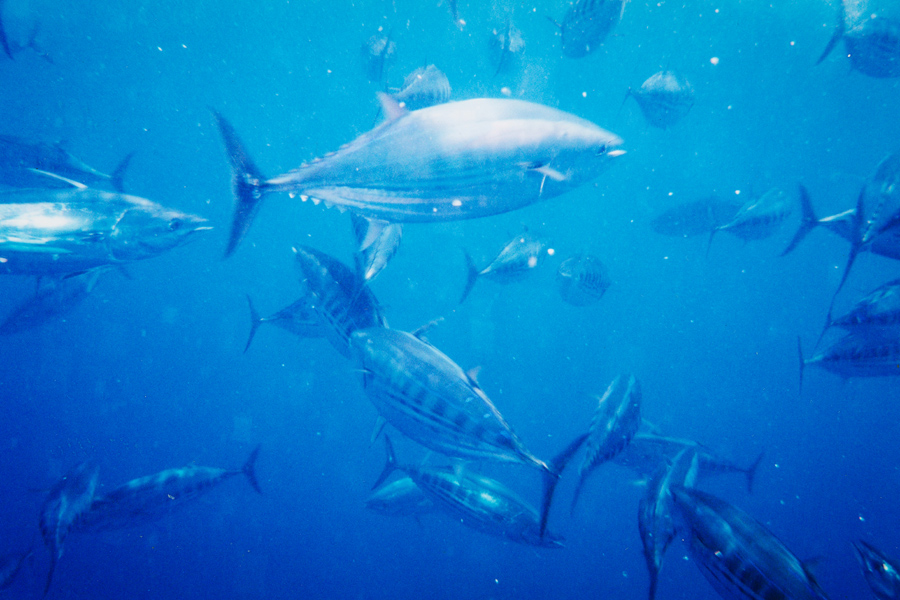 How to Catch Skipjack and Albacore Tuna: Part 2 - The Fishing Website