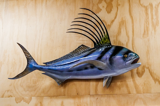 Release Mounts for Trophy Fish - The Fishing Website