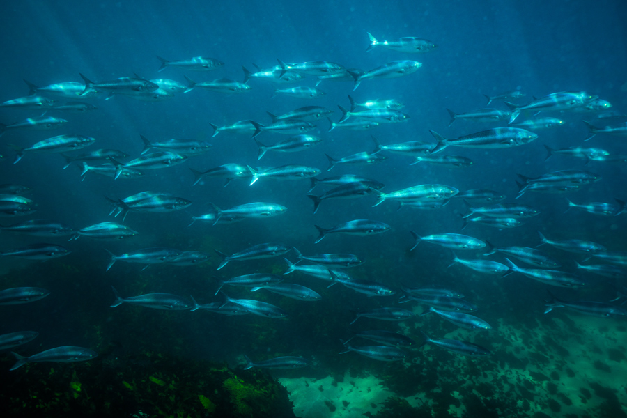 Quota Aggregation Limit Exemption Application - The Fishing Website