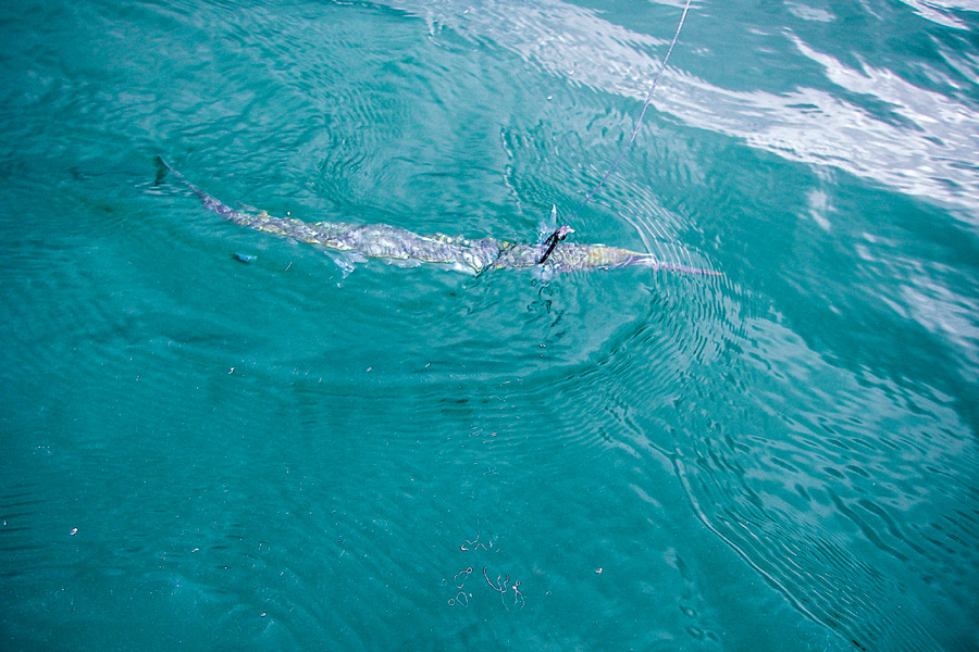 How to hook live baits - The Fishing Website