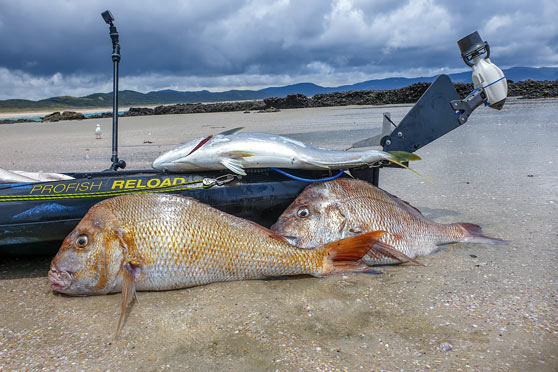 Catching snapper on bibbed lures - The Fishing Website