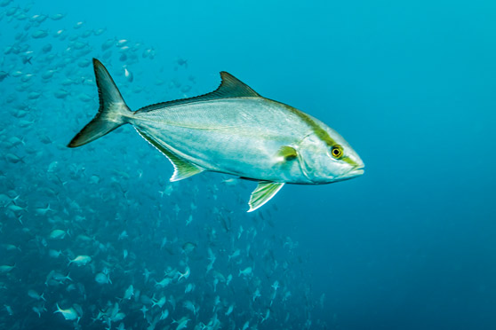 Fish ID: Amberjack and almaco jack - The Fishing Website