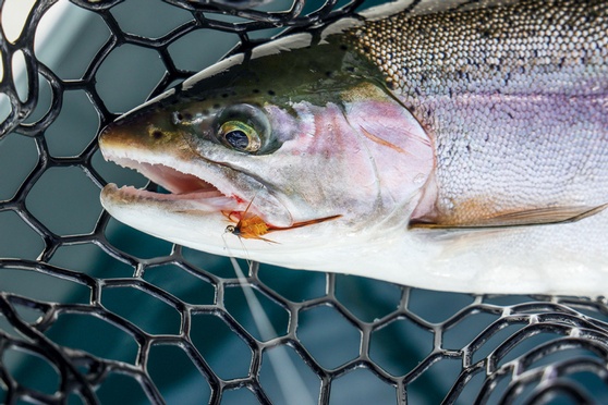 Harling for Trout - The Fishing Website