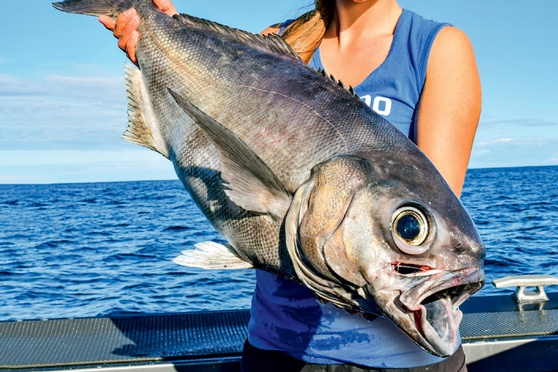 How To Catch Bluenose - The Fishing Website