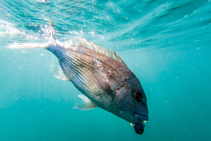 Winter Snapper Fishing Techniques - The Fishing Website
