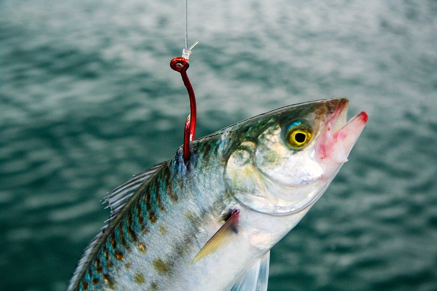 Livebaiting Basics - The Fishing Website