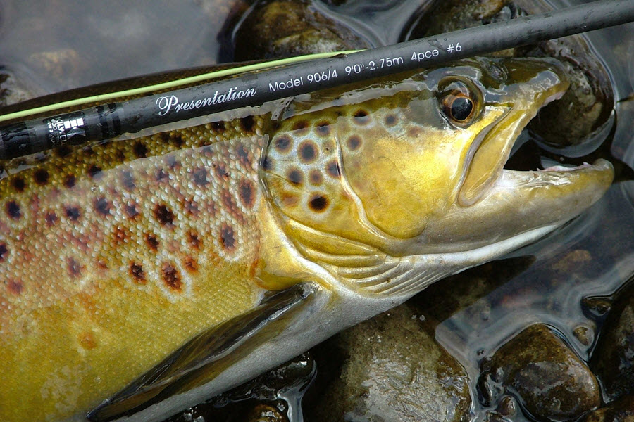 Rangers Seize Gear, Fish at Canals - The Fishing Website